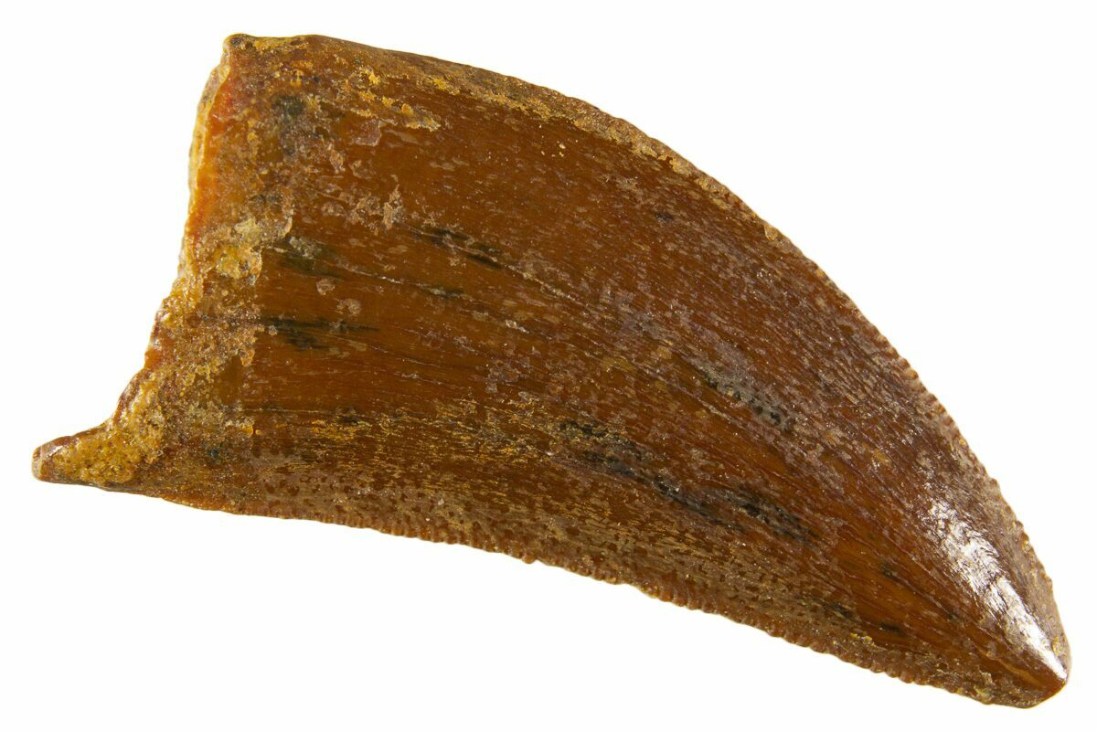 Serrated .82" Raptor Tooth - Real Dinosaur Tooth (#332642) For Sale ...