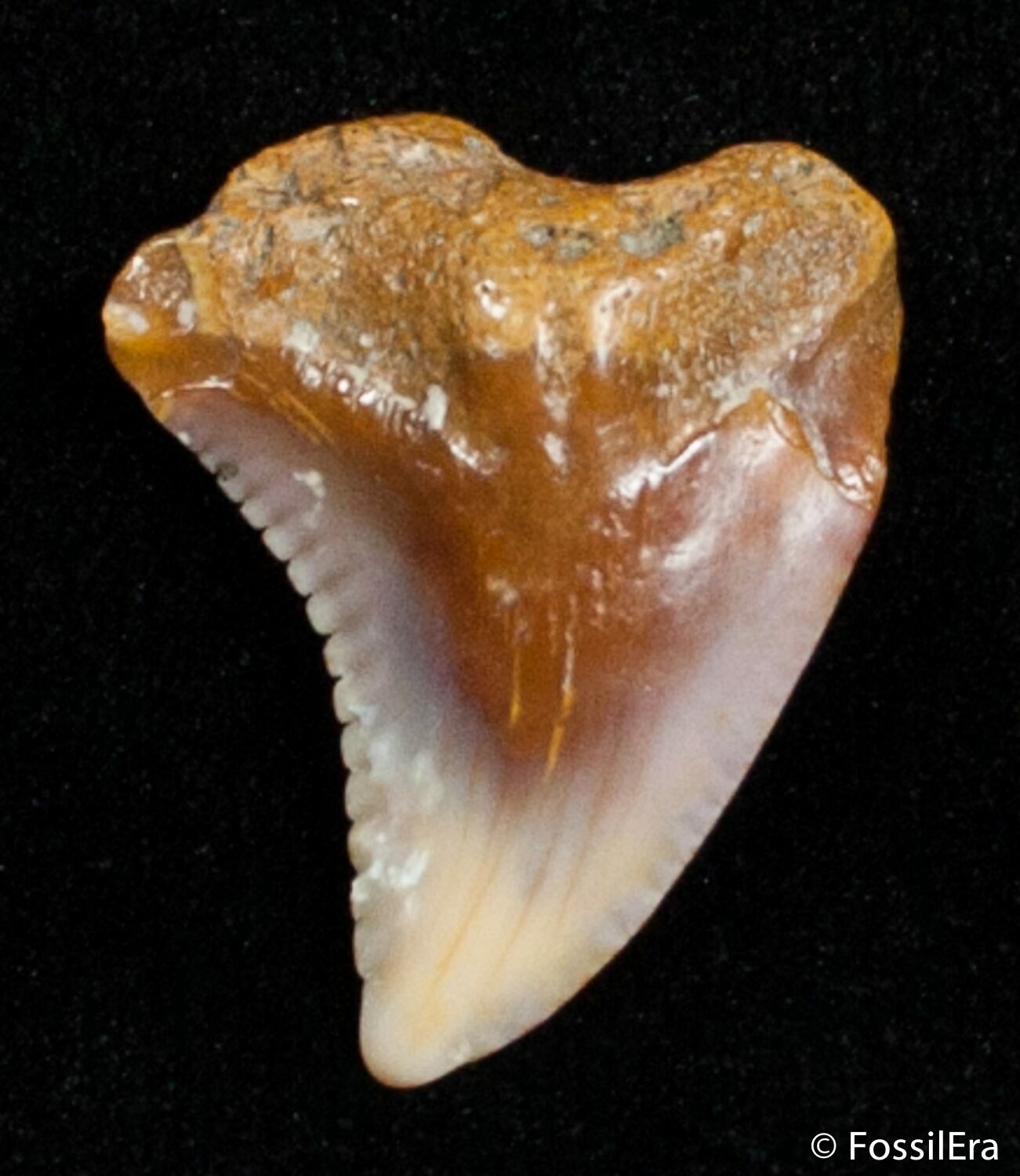 Fossil Hemipristis Shark Tooth - Western Sahara Desert For Sale (#2856 ...