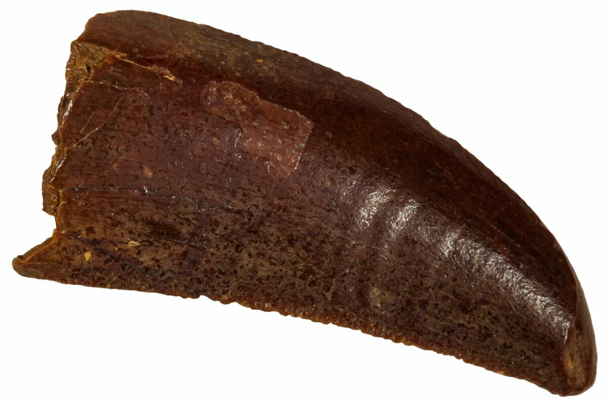 Serrated .75" Raptor Tooth - Real Dinosaur Tooth (#333344) For Sale ...