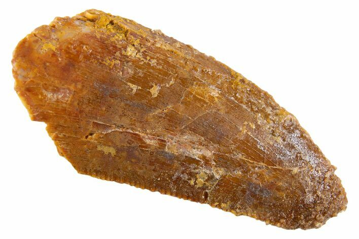Bargain .95" Raptor Tooth - Real Dinosaur Tooth (#332540) For Sale ...