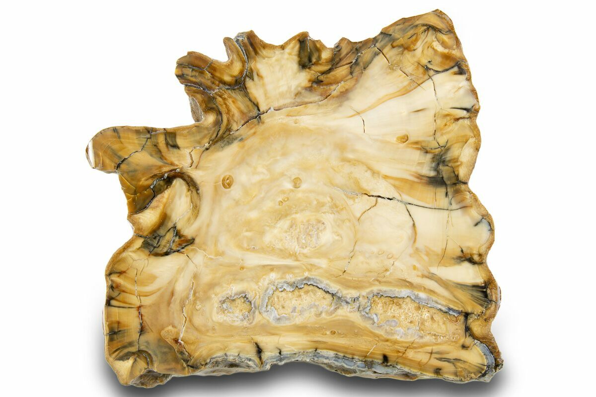 2.95" Polished Mammoth Molar Slice - South Carolina (#333775) For Sale ...
