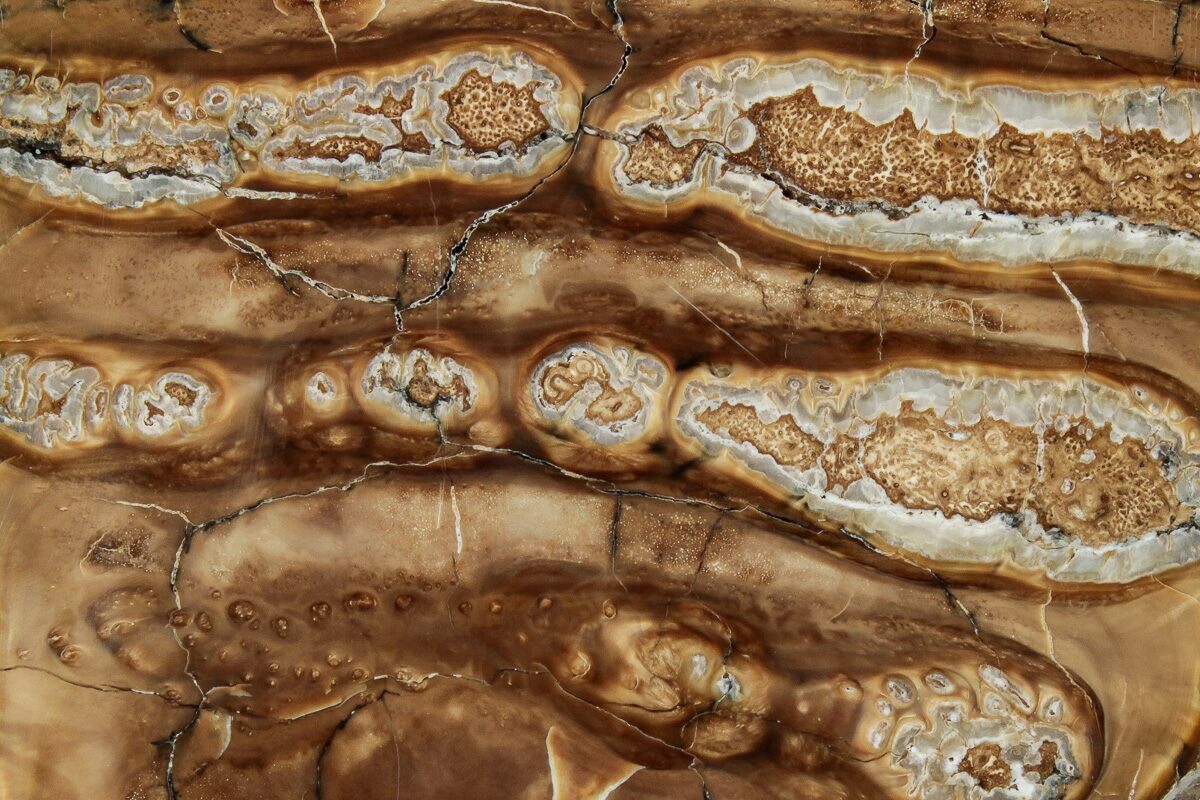 3" Polished Mammoth Molar Slice - South Carolina (#333762) For Sale ...