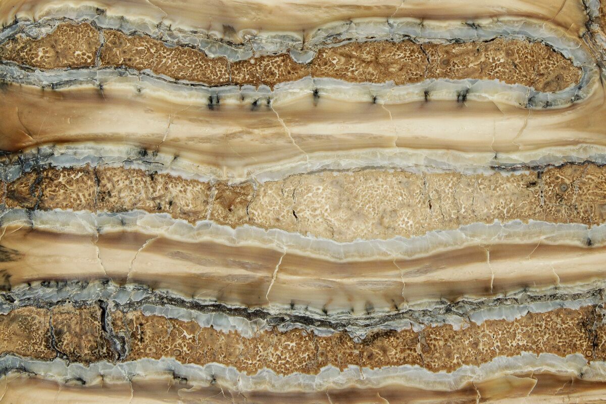 3" Polished Mammoth Molar Slice - South Carolina (#333765) For Sale ...