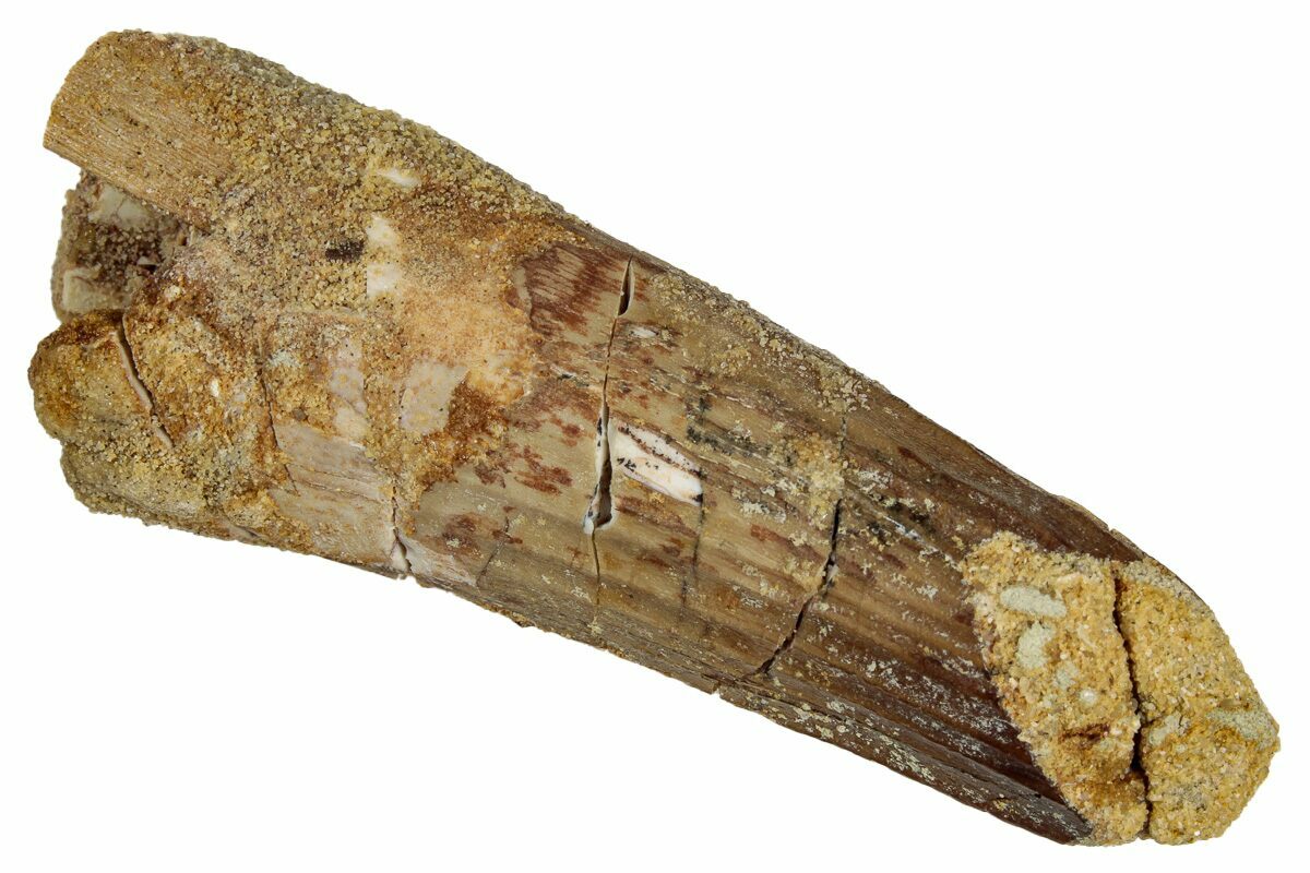 Bargain, 2.51" Fossil Spinosaurus Tooth - Real Dinosaur Tooth (#333547 ...