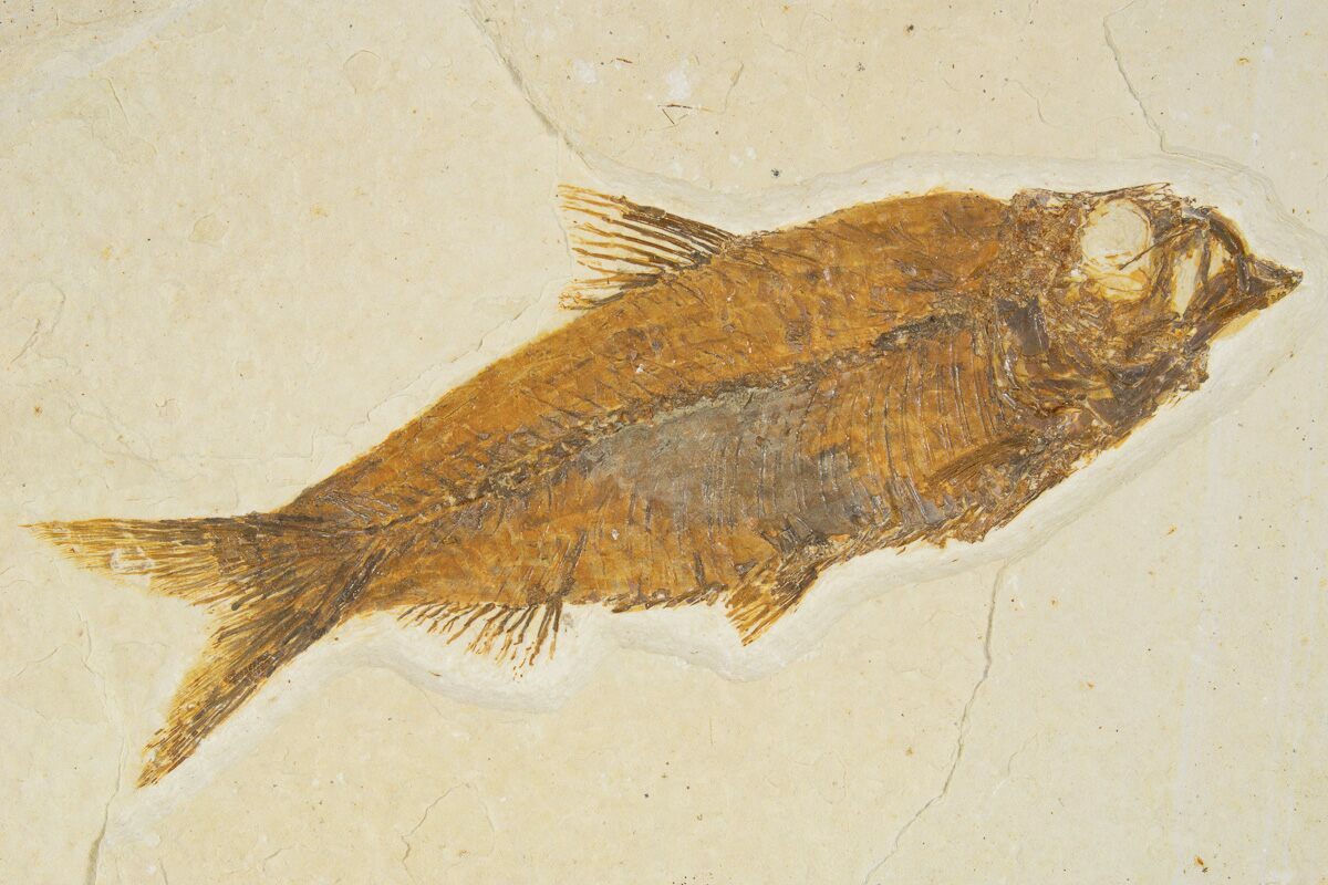 4.1" Detailed Fossil Fish (Knightia) - Wyoming (#333731) For Sale ...