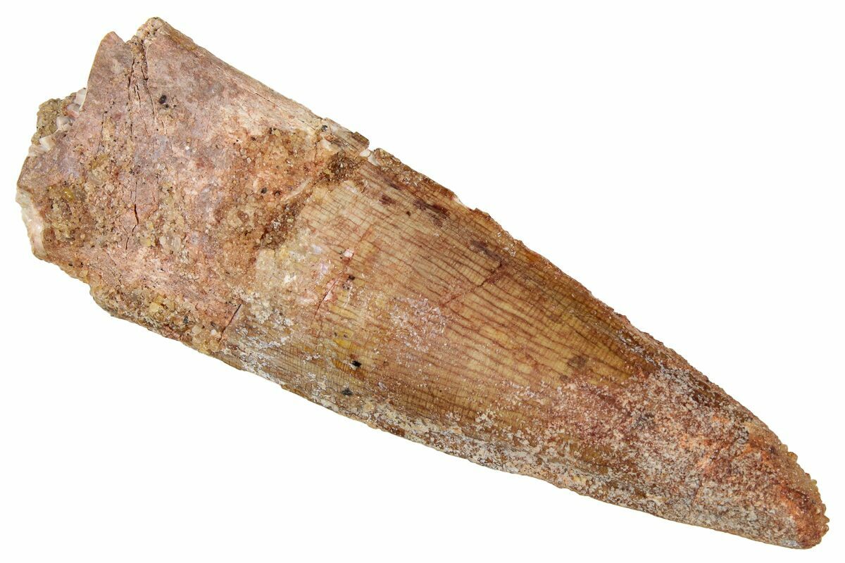 2.41" Fossil Spinosaurus Tooth - Real Dinosaur Tooth (#333650) For Sale ...