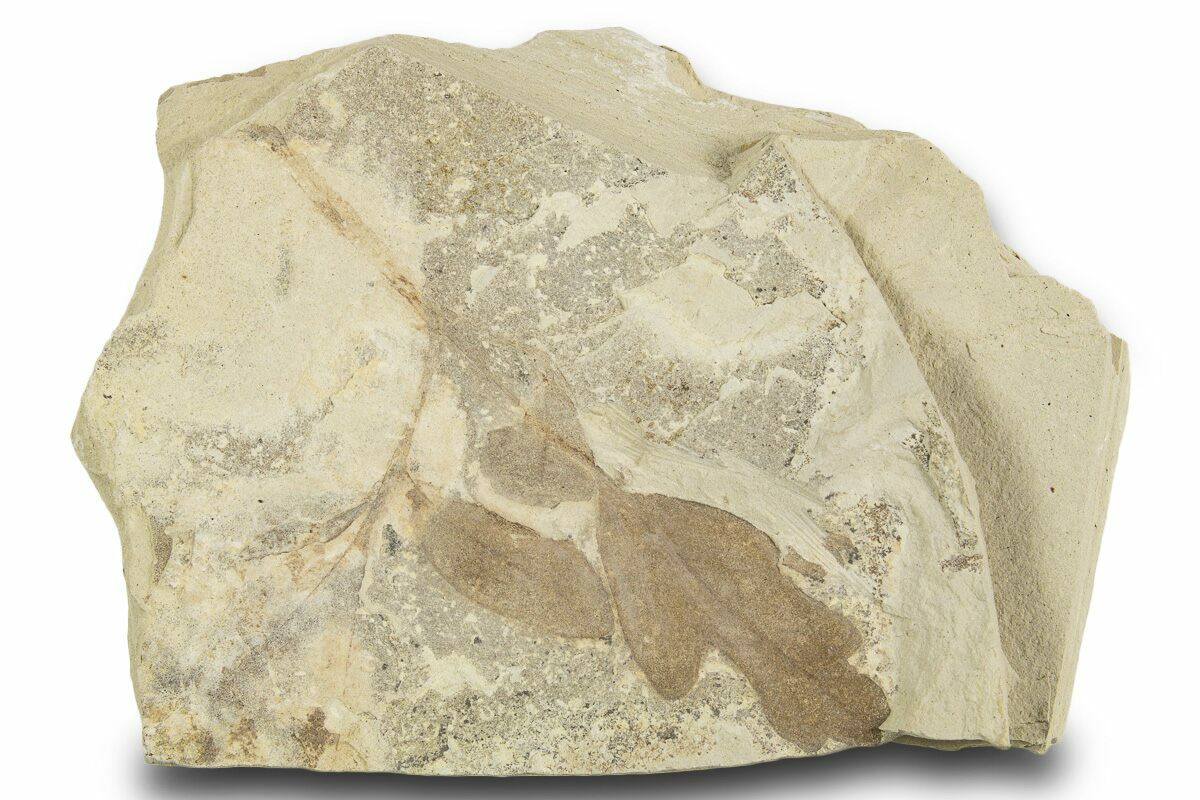 1.3" Eocene Fossil Balloon Vine (Cardiospermum) Leaf - Utah (#334203 ...