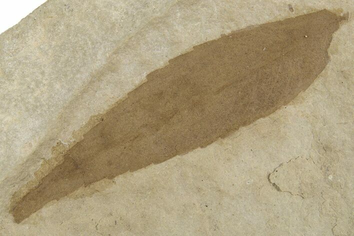 2.05" Fossil Leaf (Cedrelospermum) - Green River Formation, Utah ...