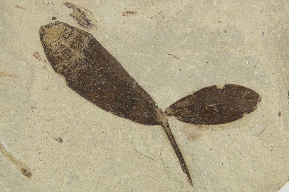 1.25" Fossil Balloon Vine (Cardiospermum) Leaf with Crane Fly - Utah ...