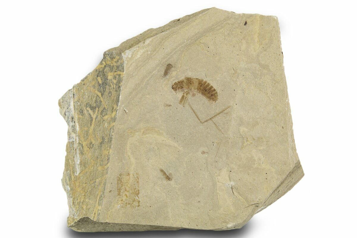 .5" Eocene Fossil Cricket (Orthoptera) - Green River Formation (#334231 ...