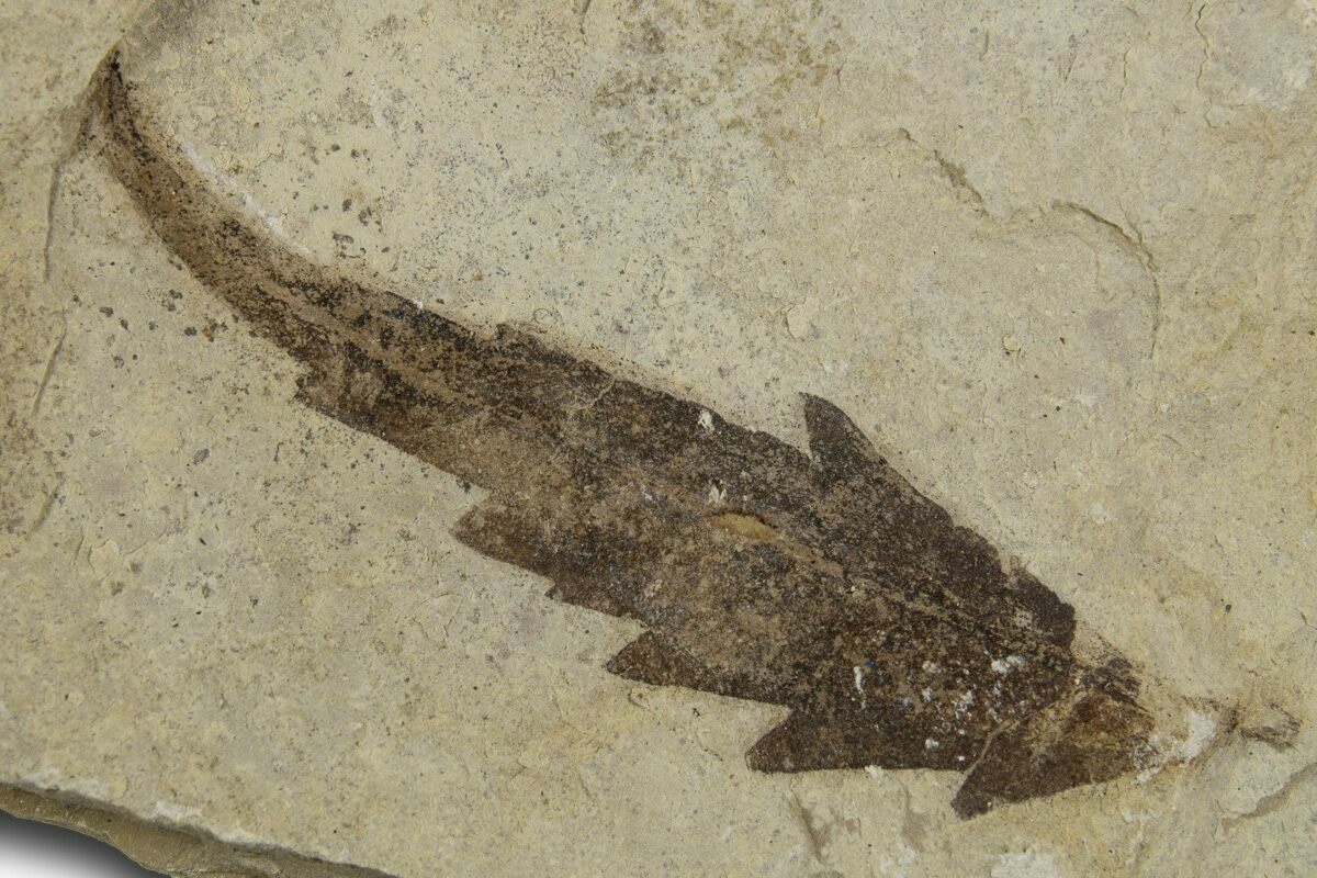 Fossil Sumac Leaf and Coffeetree Leaf - Green River Formation, Utah ...