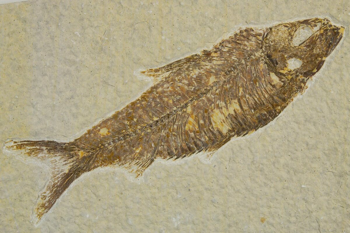 4.2" Detailed Fossil Fish (Knightia) - Wyoming (#334010) For Sale ...