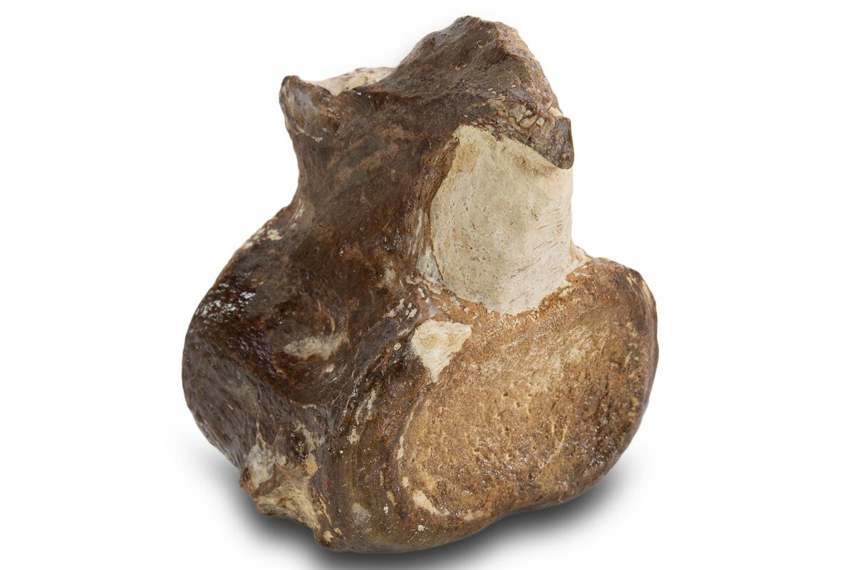 2.3" Fossil Plesiosaur Cervical Vertebra - Asfla, Morocco (#334610) For ...