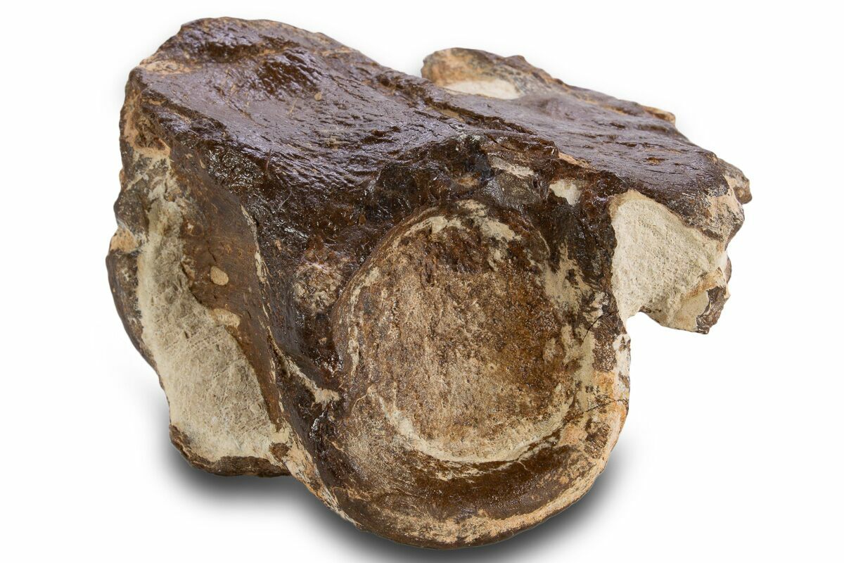 3.1" Fossil Plesiosaur Cervical Vertebra - Asfla, Morocco (#334614) For ...