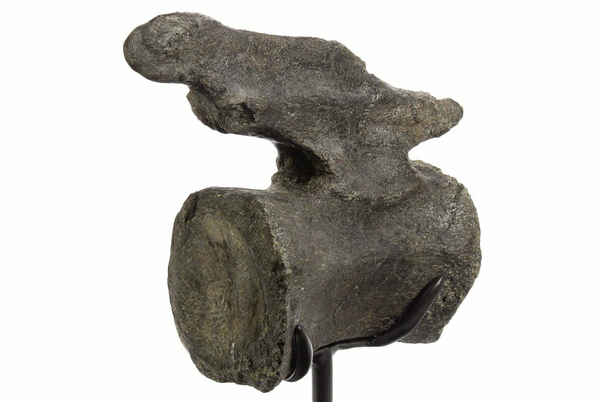 10.1" Sauropod (Barosaurus) Caudal Vertebra w/ Metal Stand - Wyoming ...