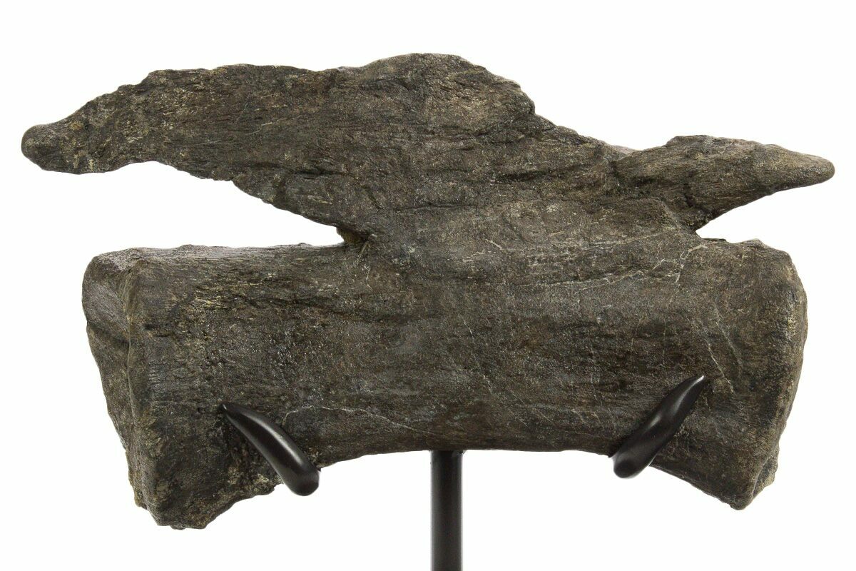 11.7" Sauropod (Barosaurus) Caudal Vertebra w/ Metal Stand - Wyoming ...