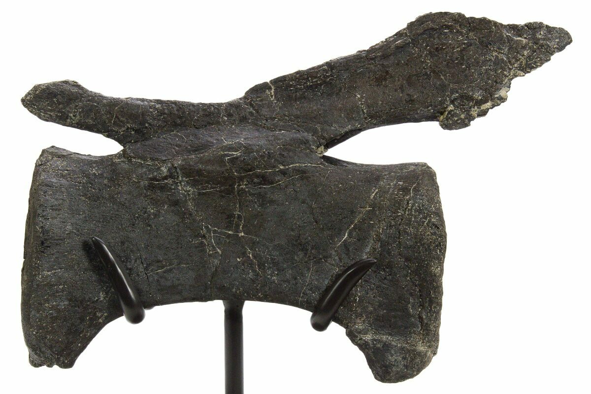 13.6" Sauropod (Barosaurus) Caudal Vertebra w/ Metal Stand - Wyoming ...