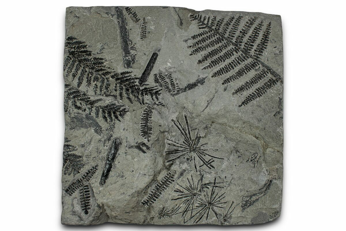 8" Carboniferous Fossil Fern and Horsetail Plate - Three Species ...