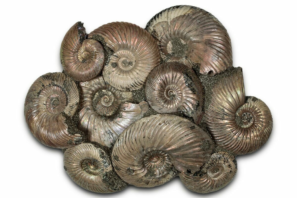 5.1" Pyritized Ammonite (Quenstedticeras) Fossil Composite Cluster ...