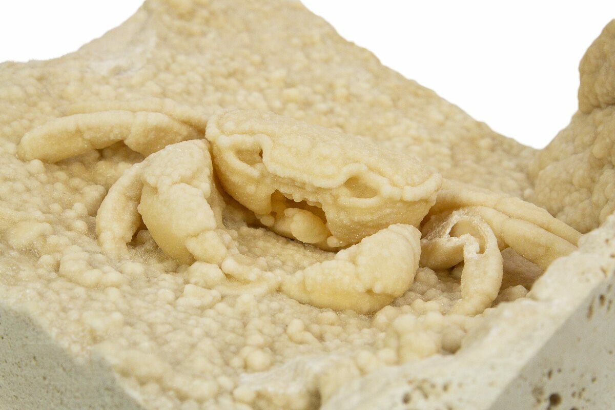 2.95" Fossil Crab (Potamon) Preserved in Travertine - Turkey (#334788 ...