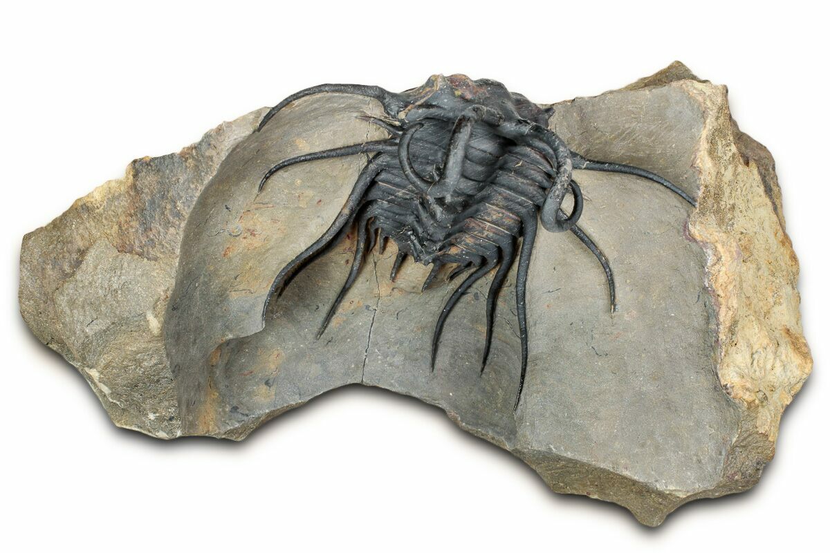 3.2" Insane Dicranurus Trilobite - Large Specimen! (#334859) For Sale ...