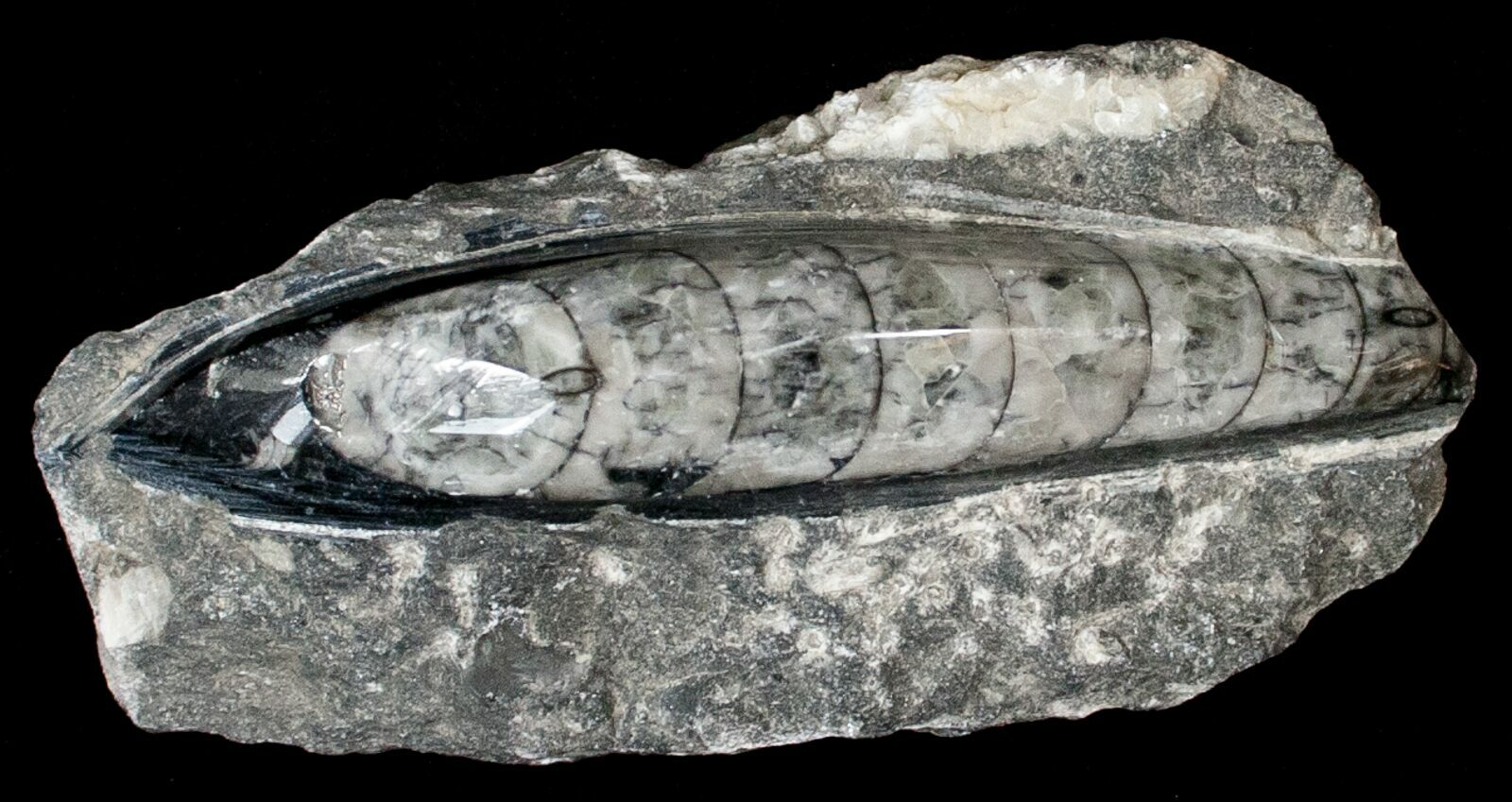 Small Polished Orthoceras (Cephalopod) (#18167) For Sale - FossilEra.com