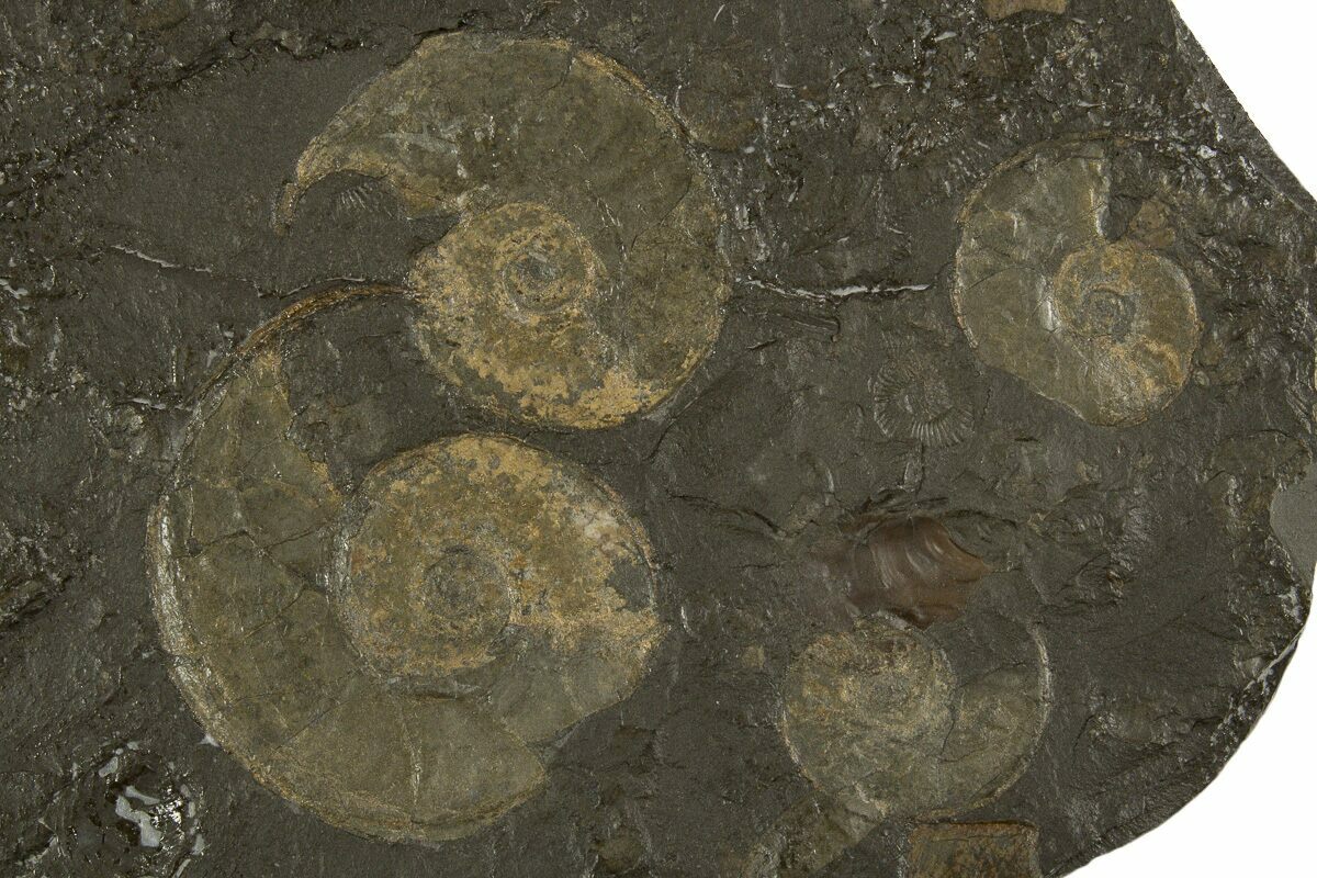 5.1" Fossil Ammonite (Harpoceras) Cluster - Posidonia Shale, Germany ...