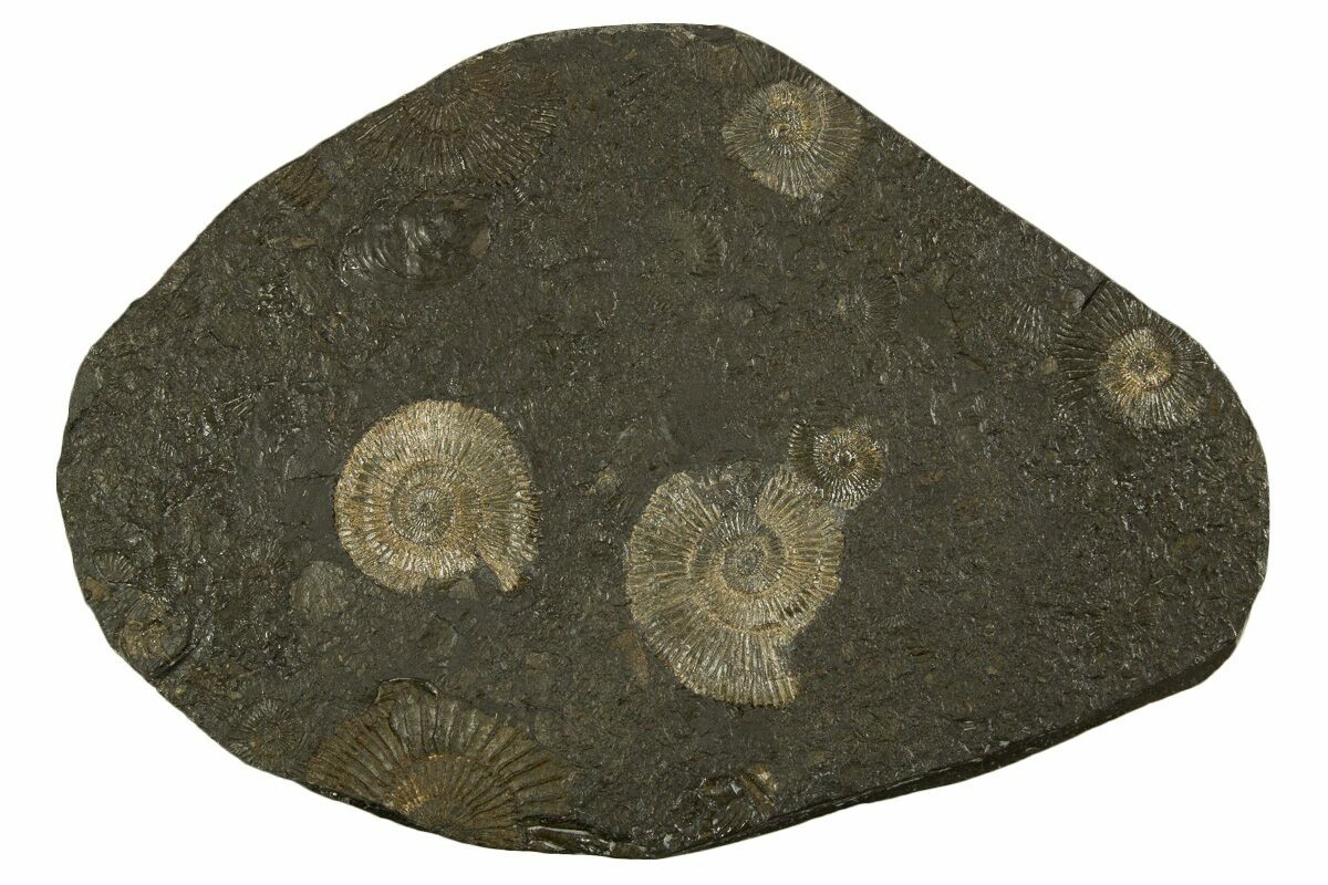6.3" Fossil Ammonite (Dactylioceras) Cluster - Posidonia Shale, Germany (#335080) For Sale ...
