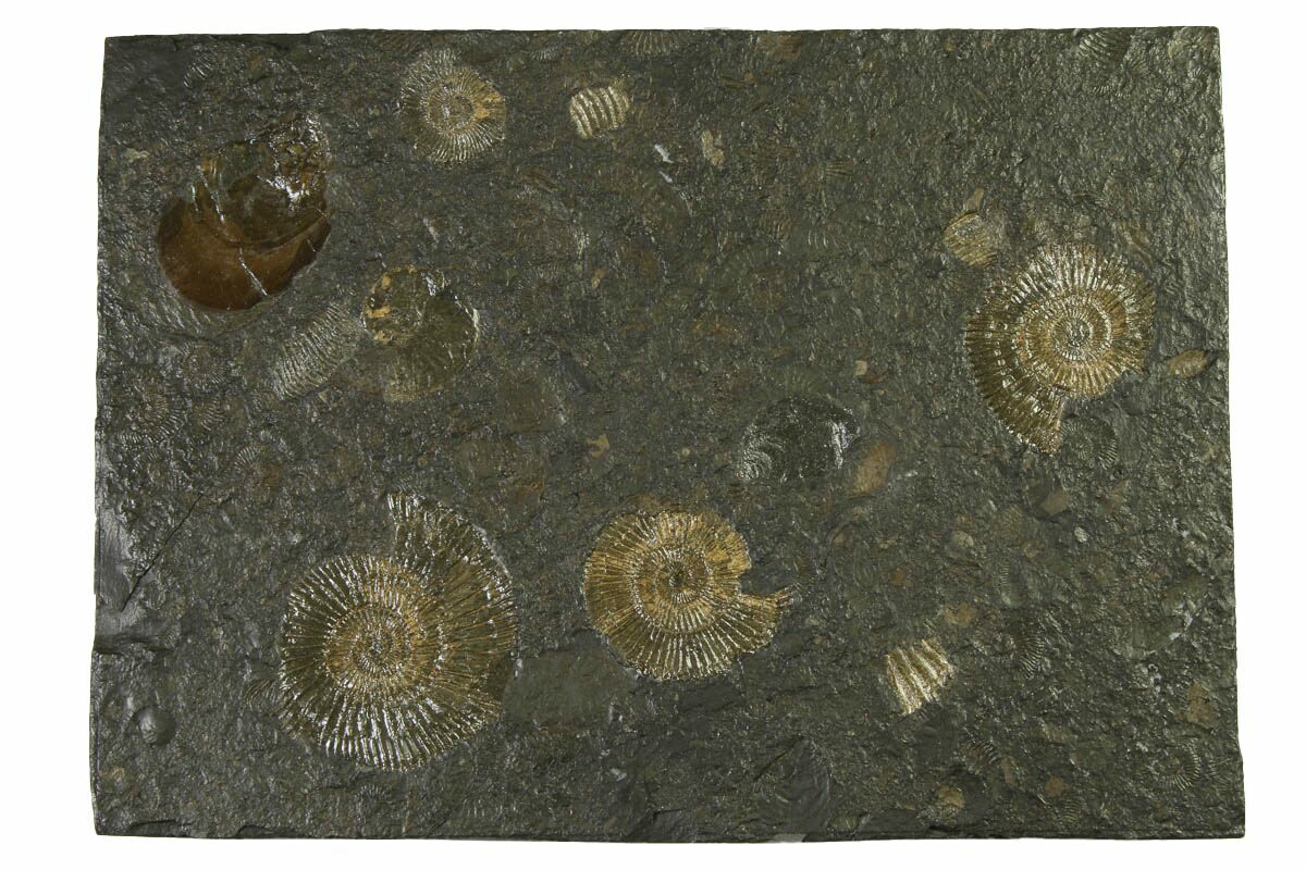 7.8" Fossil Ammonite Cluster - Posidonia Shale, Germany (#335114) For ...