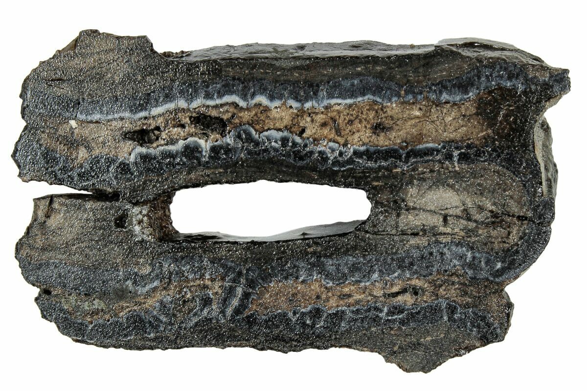 2.35" Mammoth Molar Slice With Case - South Carolina (#335060) For Sale ...