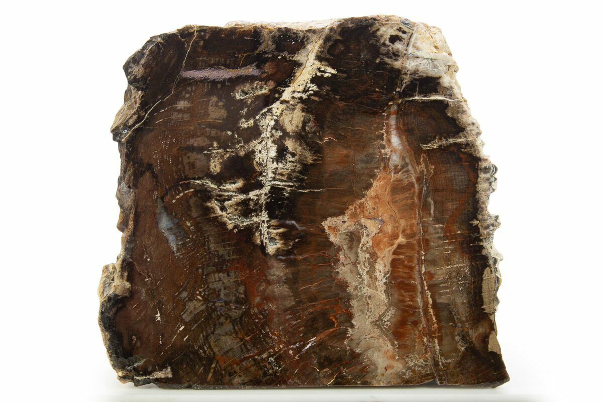 4.9" Polished Petrified Wood (Oak) Stand Up - Swartz Canyon, Oregon ...