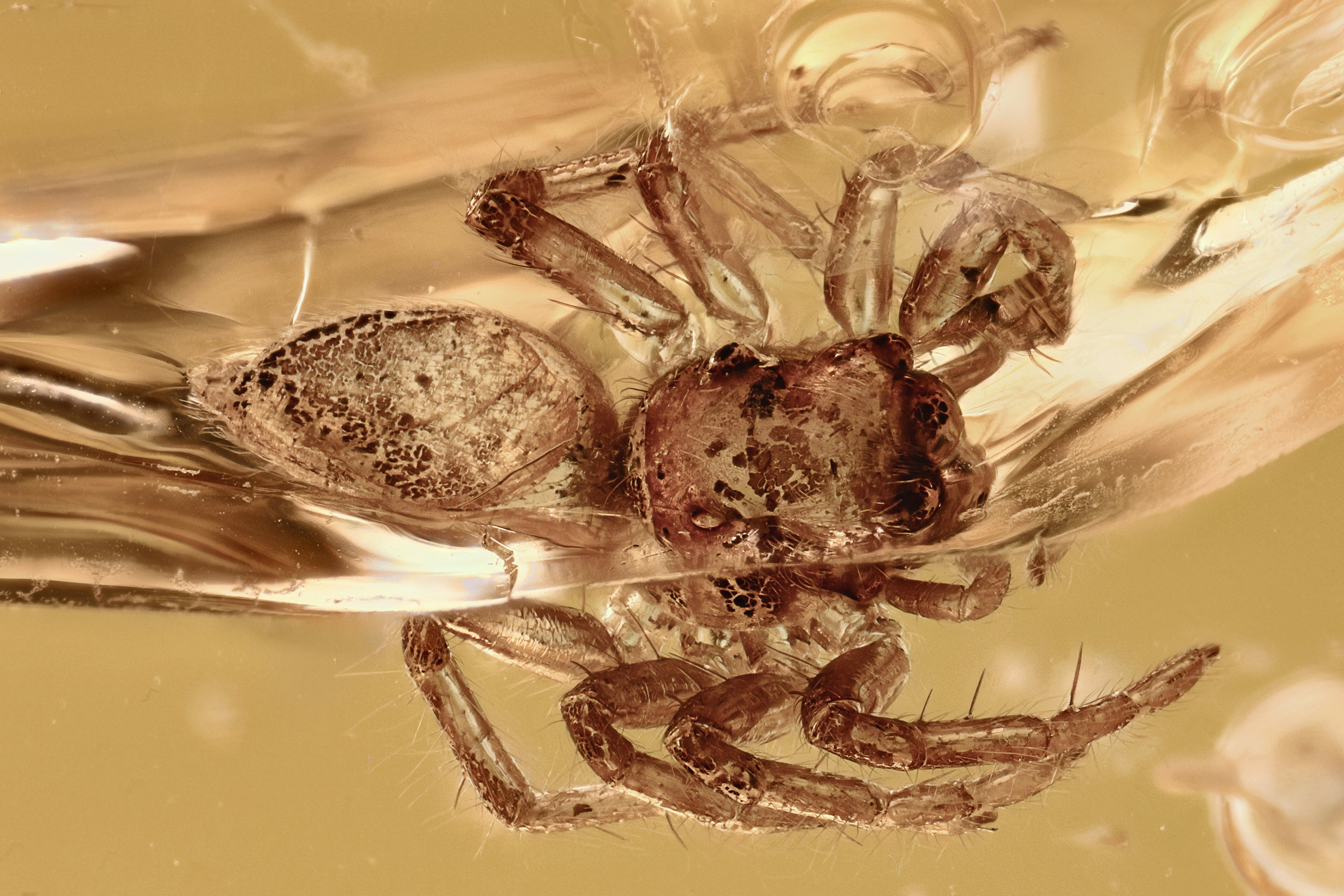 Detailed Fossil Jumping Spider (Salticidae) In Baltic Amber (#335646 ...