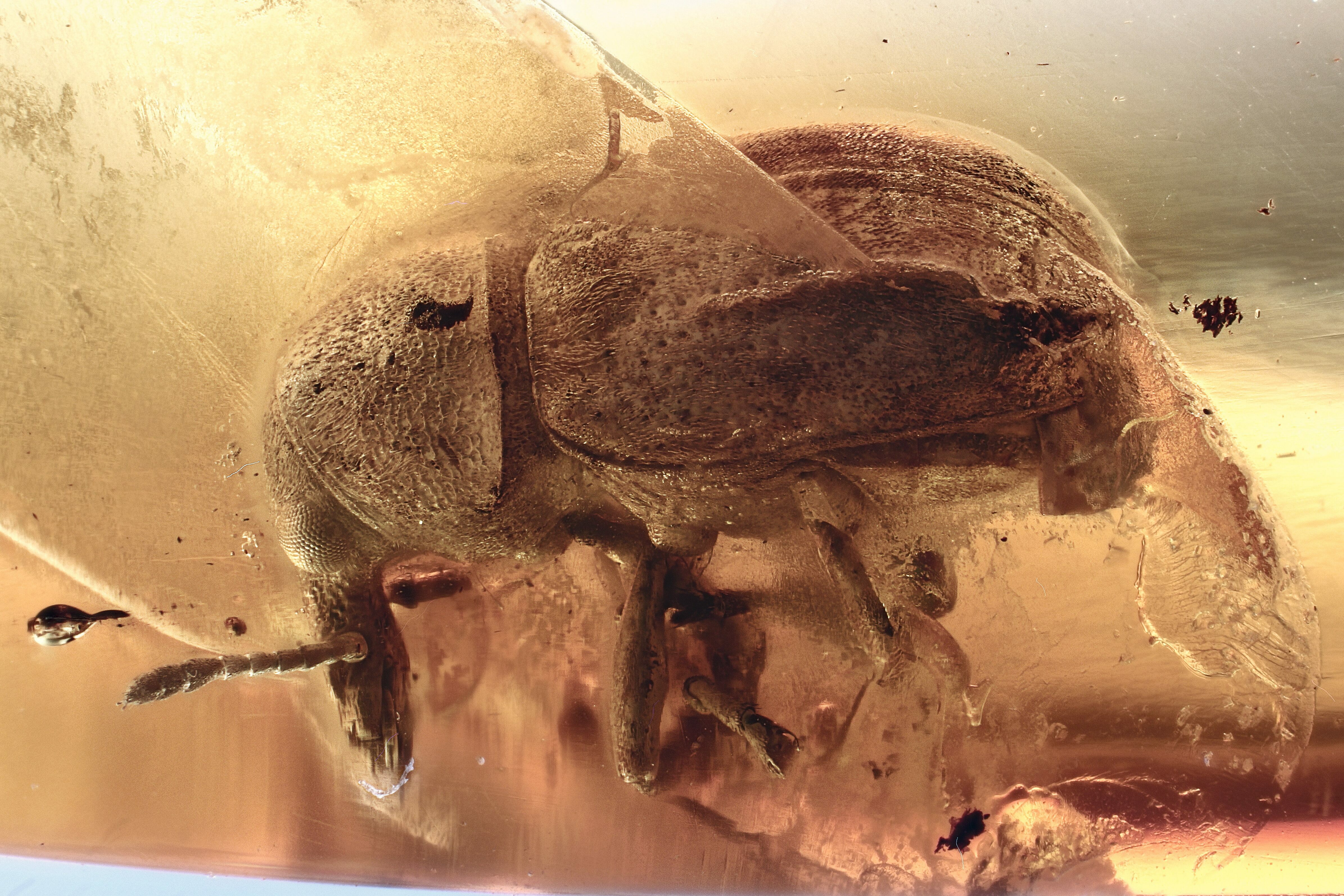 Fossil Fungus Weevil (Anthribidae) in Baltic Amber (#335652) For Sale ...