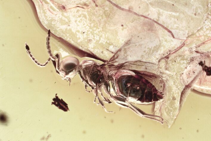 Detailed Fossil Wasp (Megaspilidae) In Baltic Amber (#335683) For Sale ...