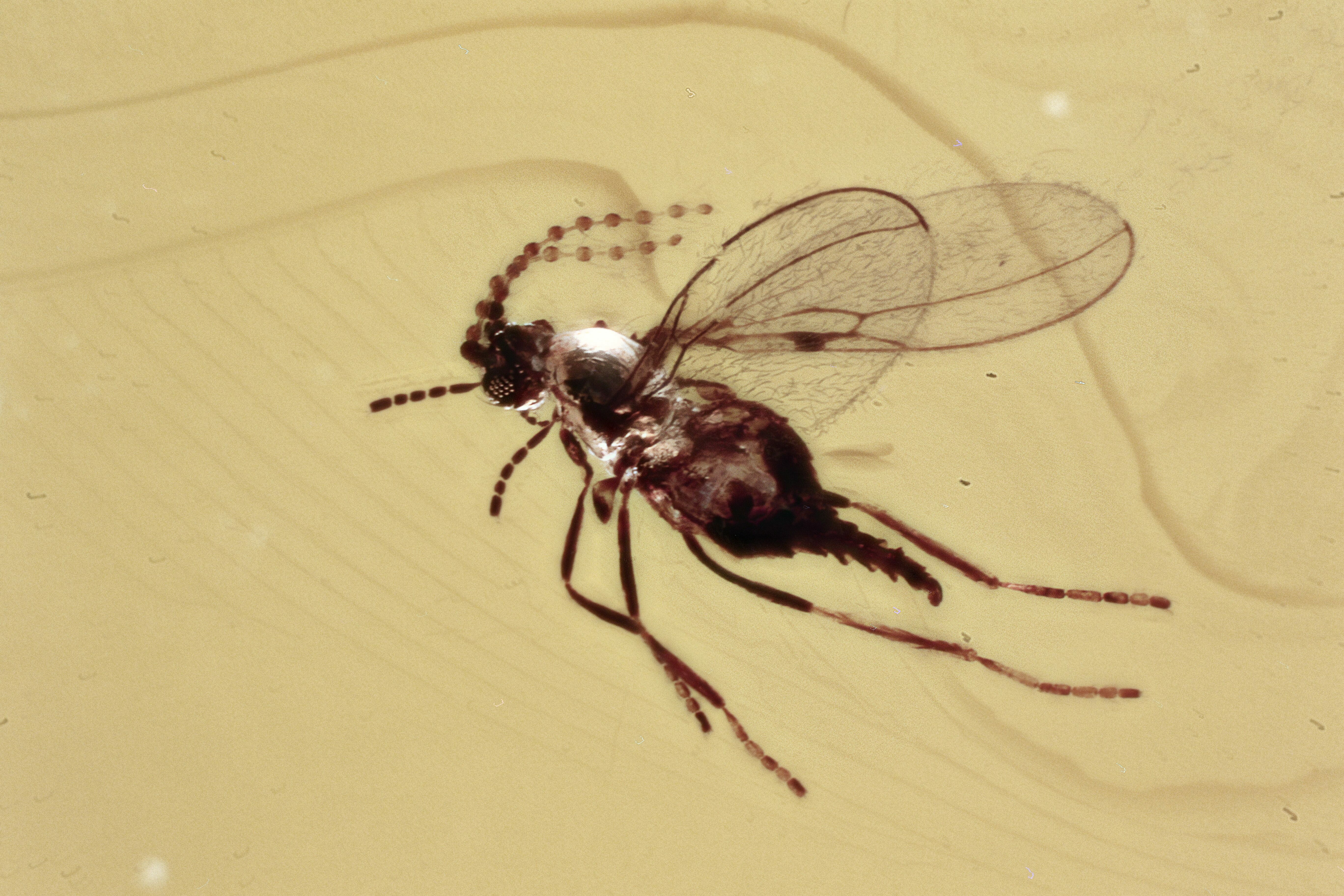 Small Fossil Gall Midge (Cecidomyiidae) In Baltic Amber (#335686) For ...