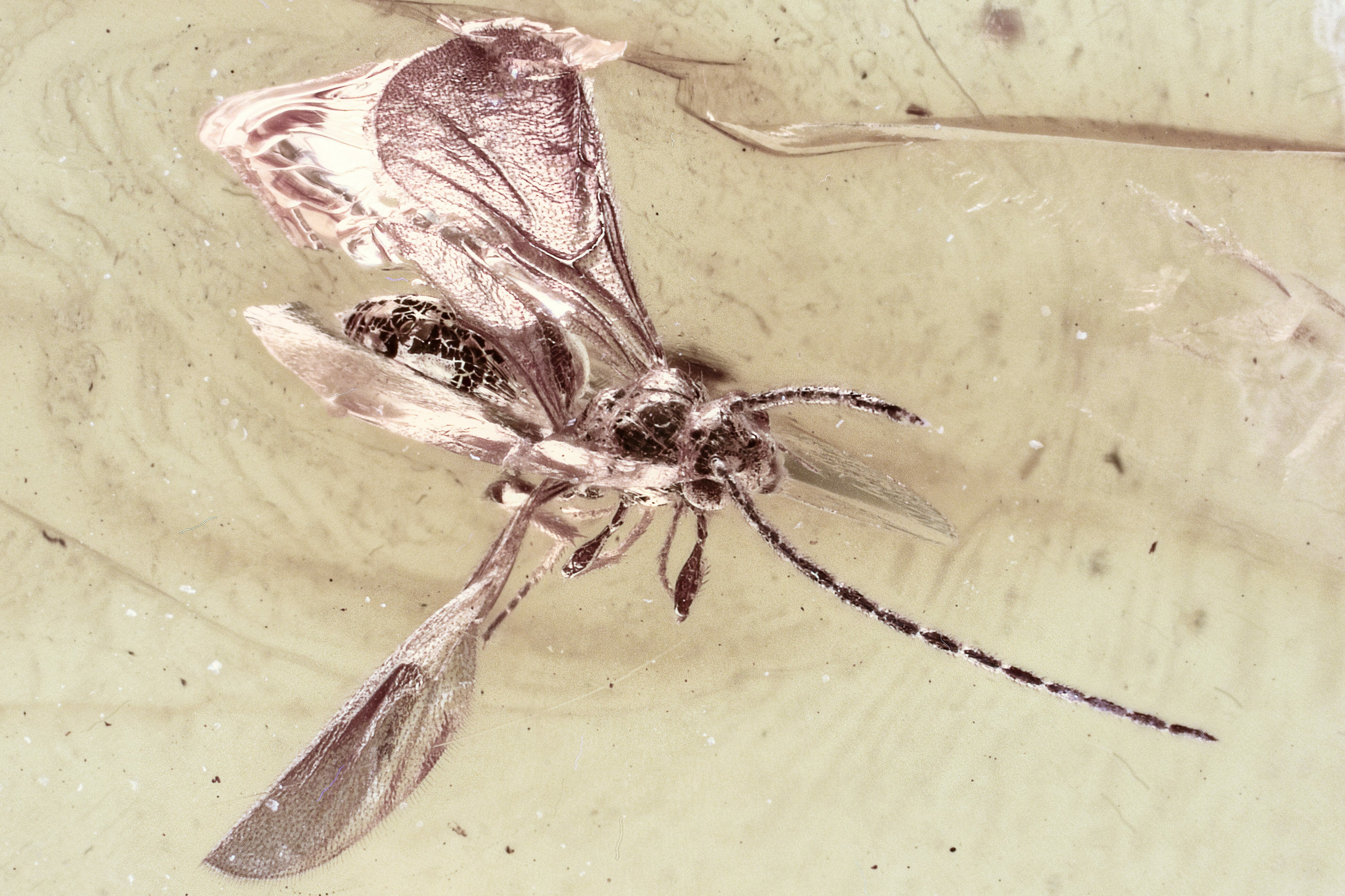 Detailed Fossil Winged Ant (Formicidae) In Baltic Amber (#335704) For ...