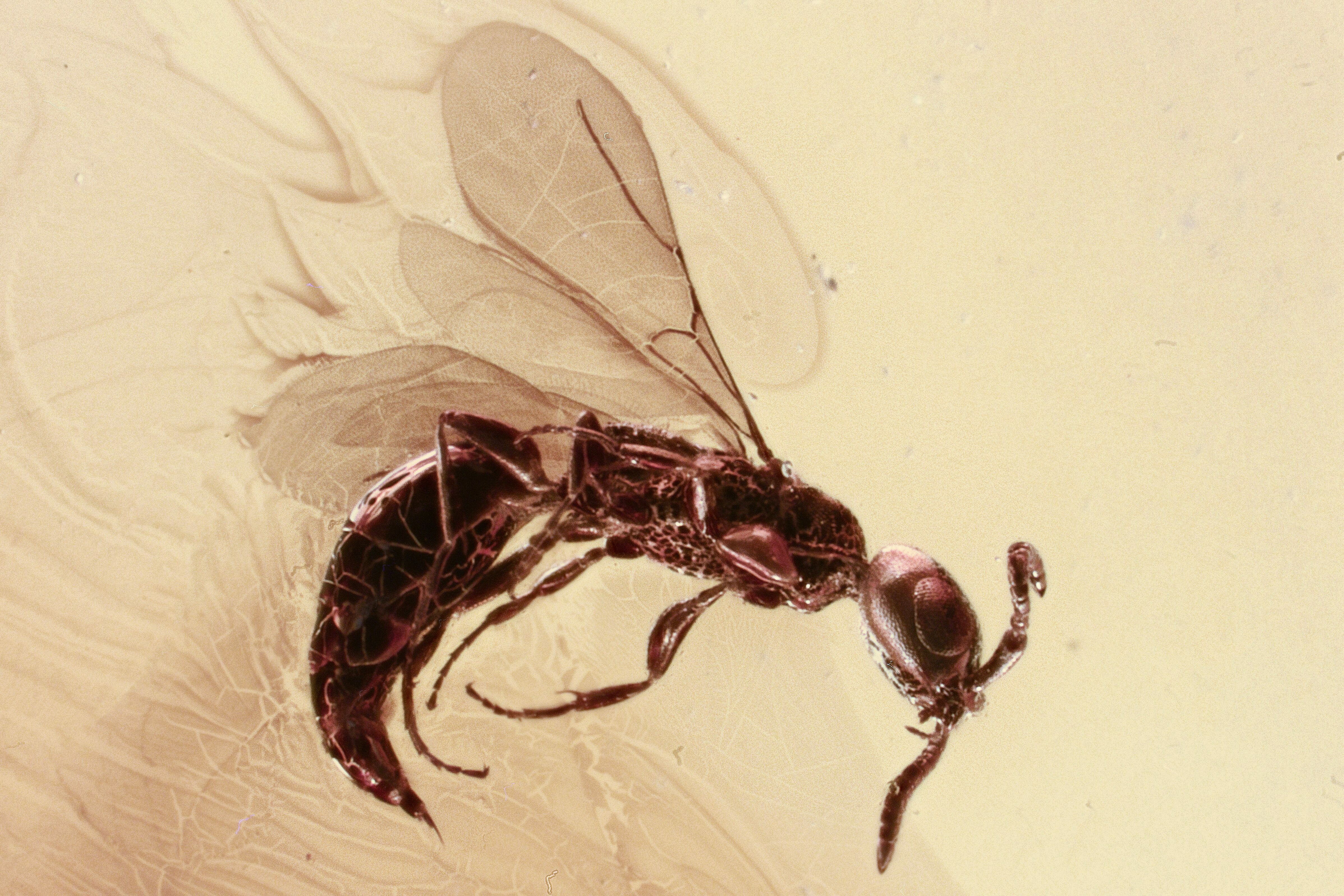 Detailed Fossil Wasp (Bethylidae) In Baltic Amber (#335715) For Sale ...
