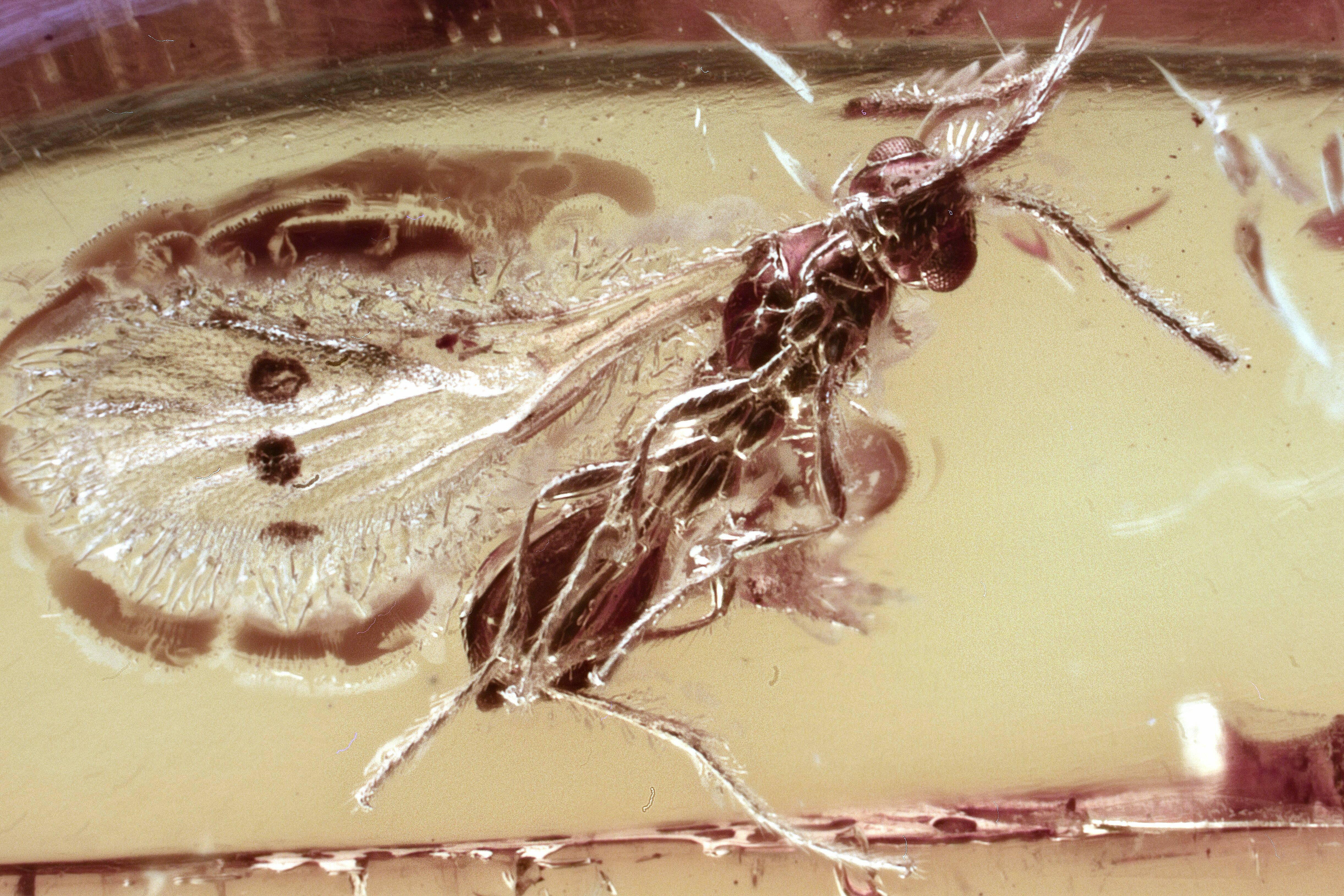 Detailed Fossil Parasitoid Wasp (Diapriidae) In Baltic Amber (#335717 ...