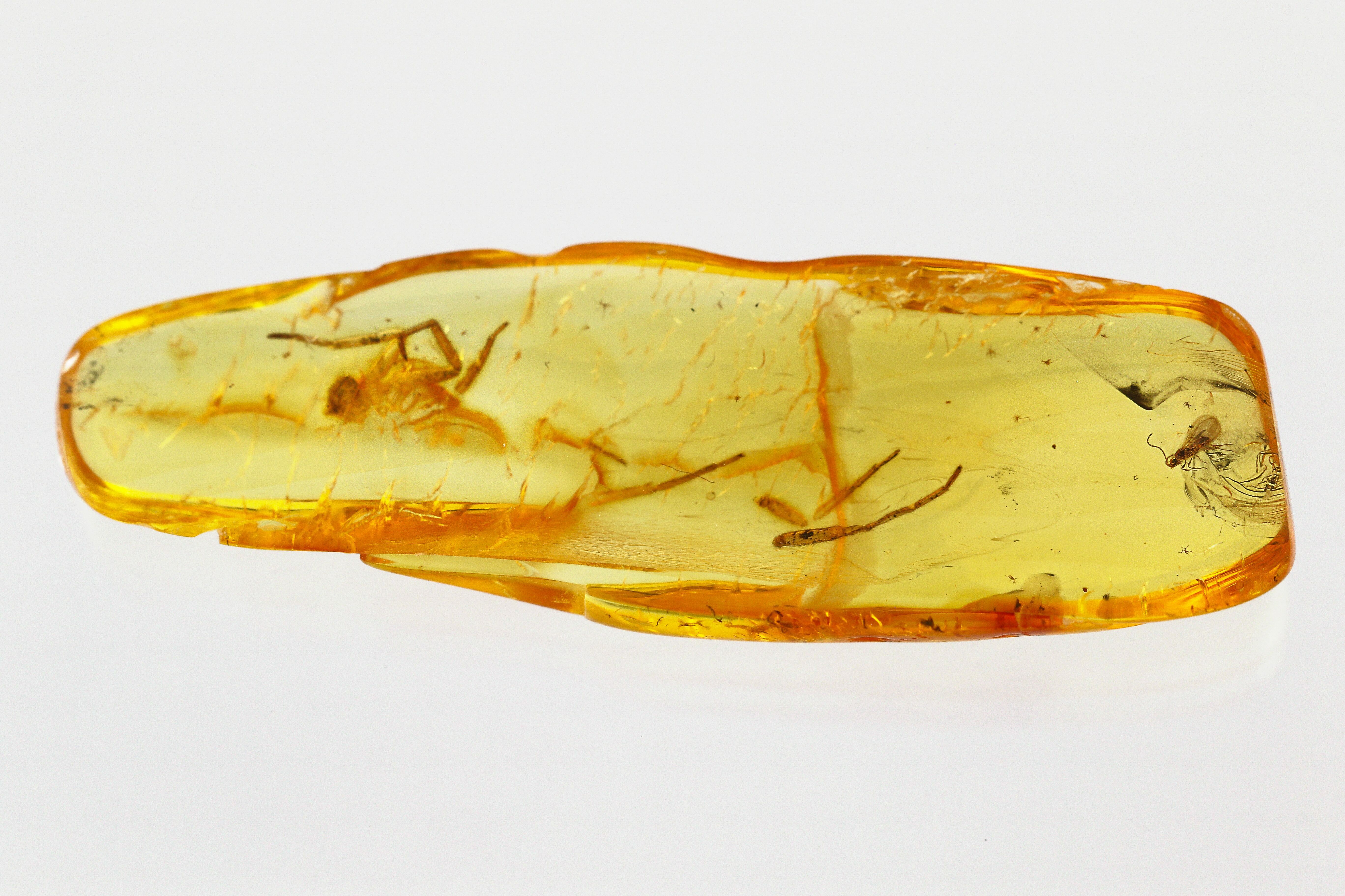 Detailed Fossil Parasitoid Wasp (Diapriidae) In Baltic Amber (#335701 ...