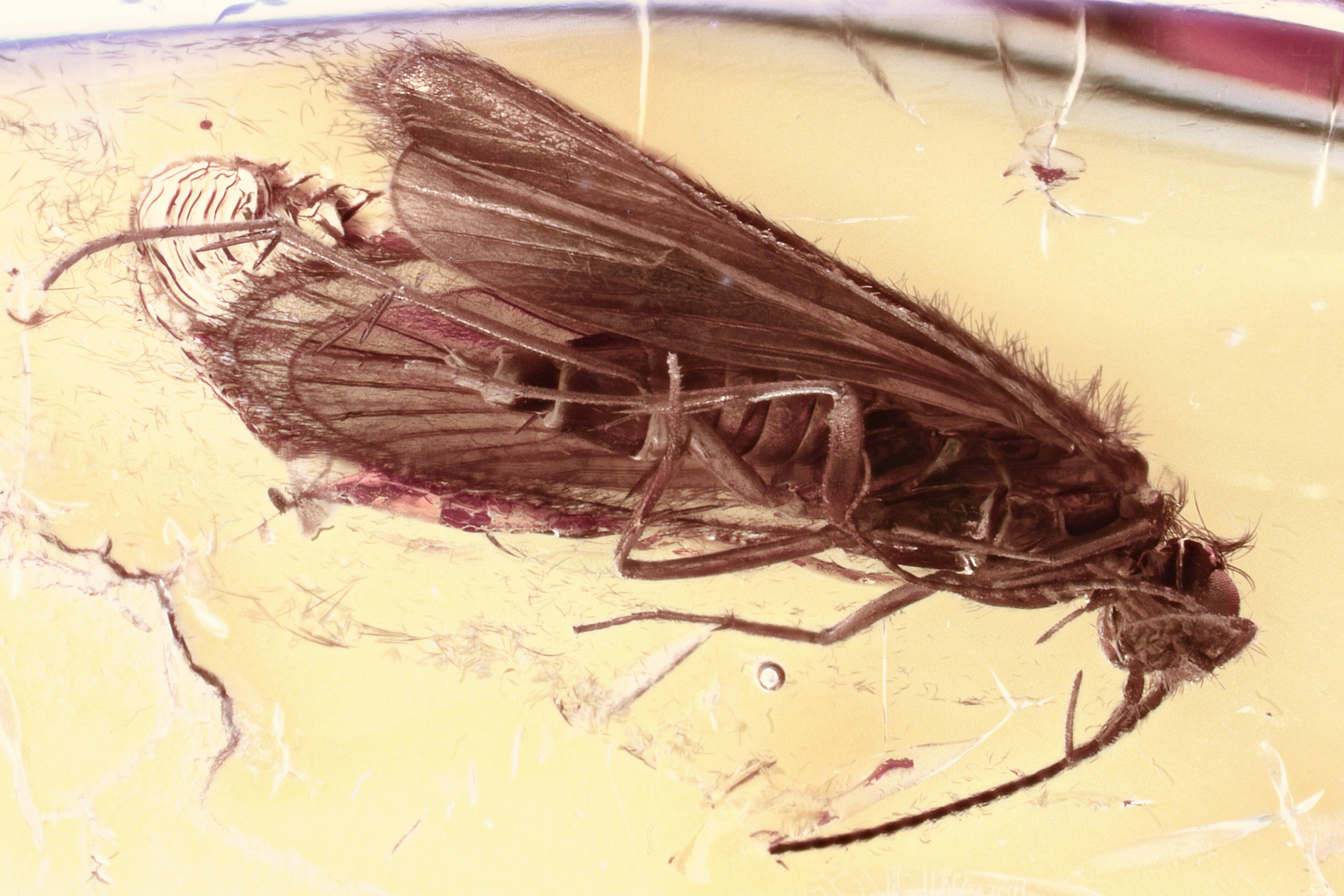 Detailed Fossil Caddisfly (Trichoptera) In Baltic Amber (#335744) For ...