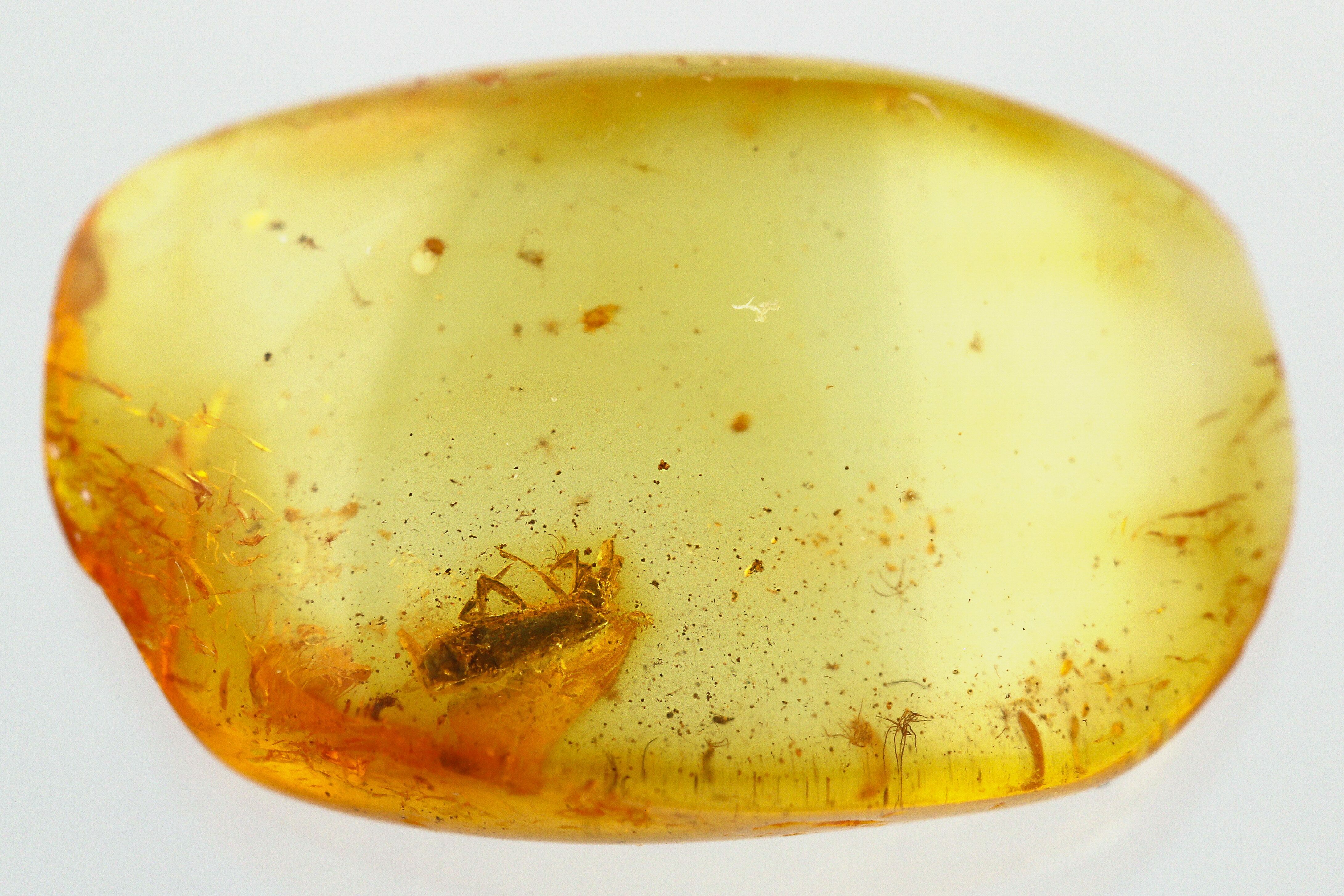 Detailed Fossil Springtail (Collembola) in Baltic Amber (#335791) For ...