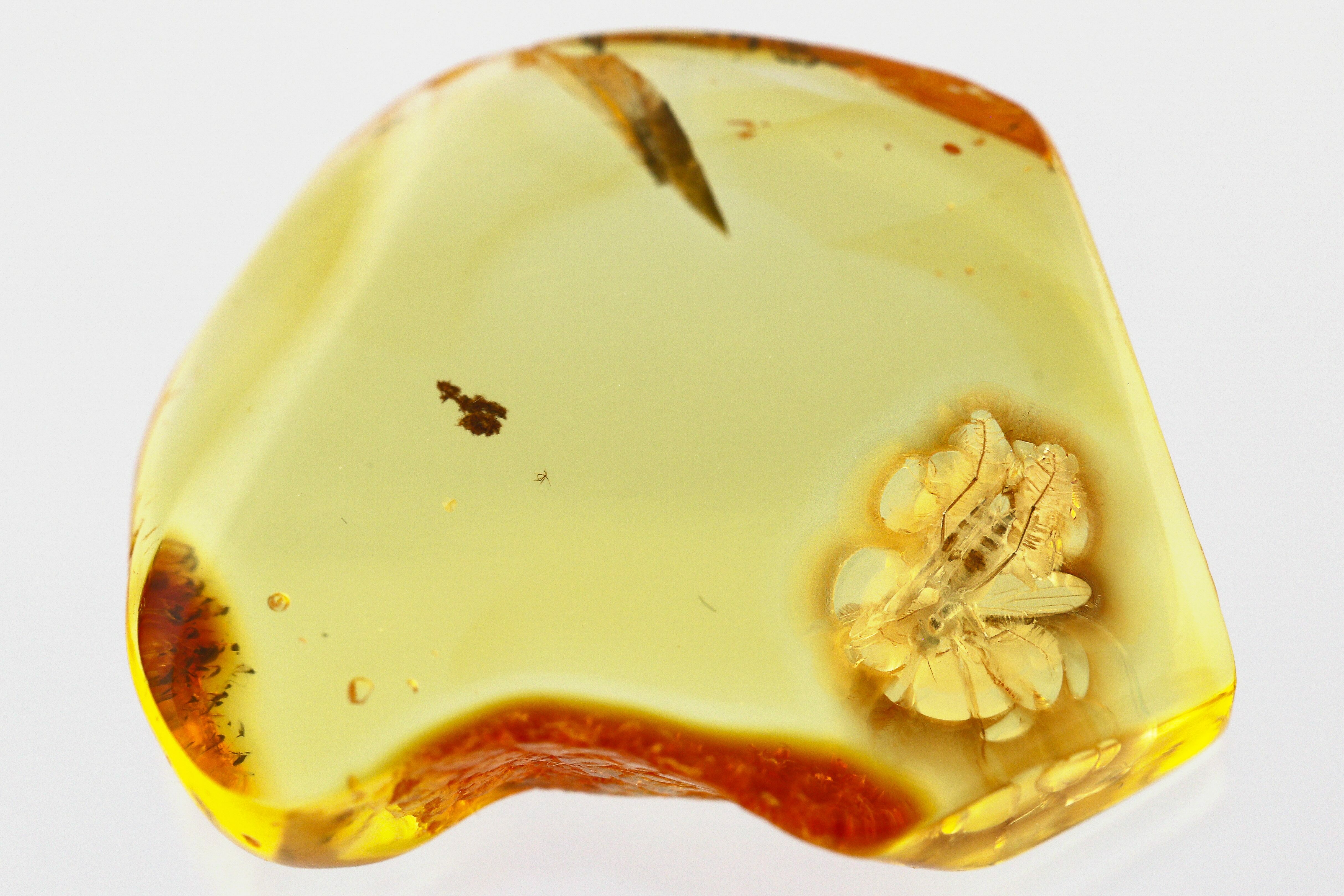 Detailed Fossil Dagger Fly (Empididae) In Baltic Amber (#335824) For ...