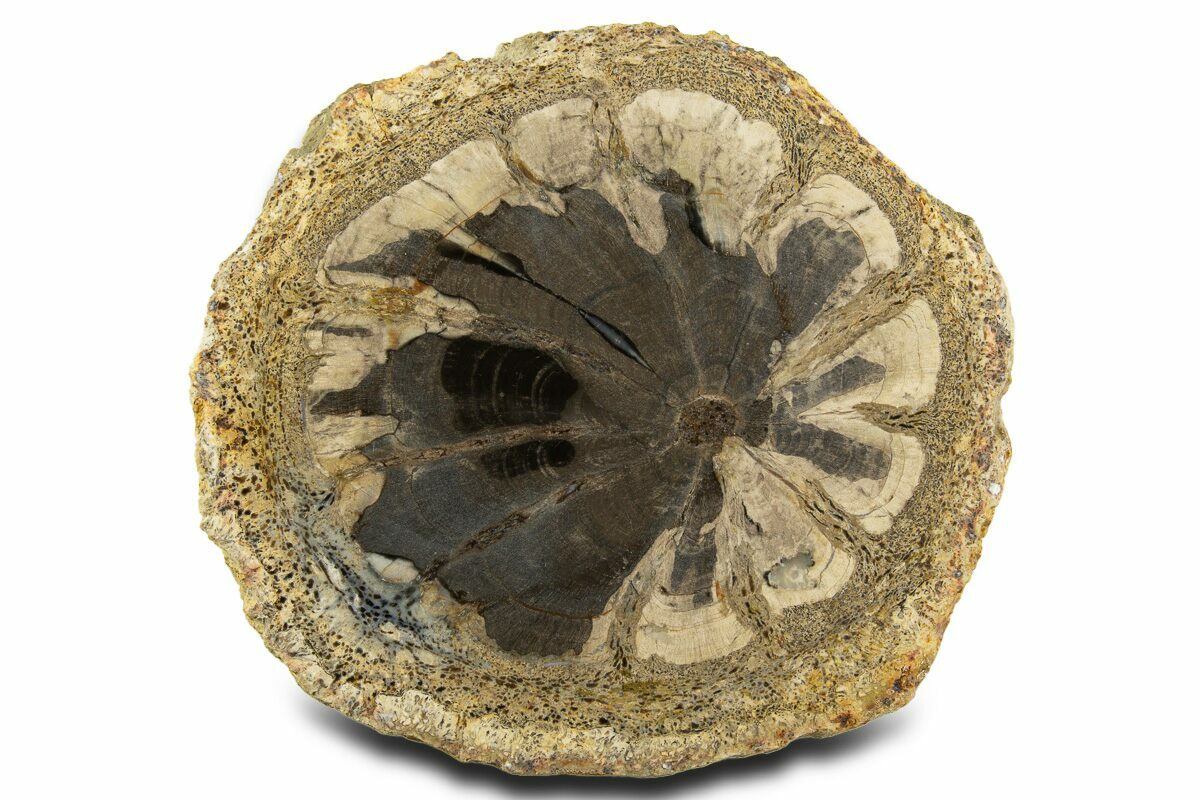 3.5" Petrified Wood (Hermanophyton) Round - Colorado (#336228) For Sale ...