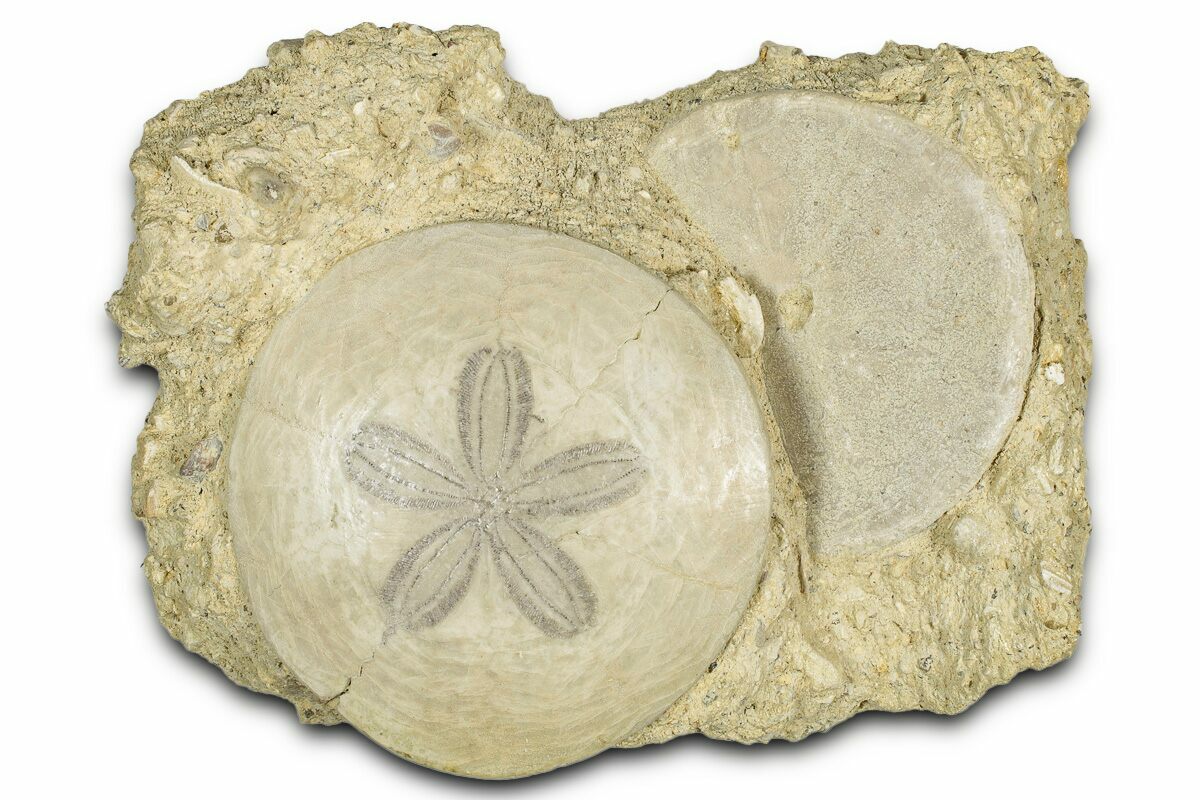 Two Fossil Sand Dollars (Scutella) - France (#336752) For Sale ...
