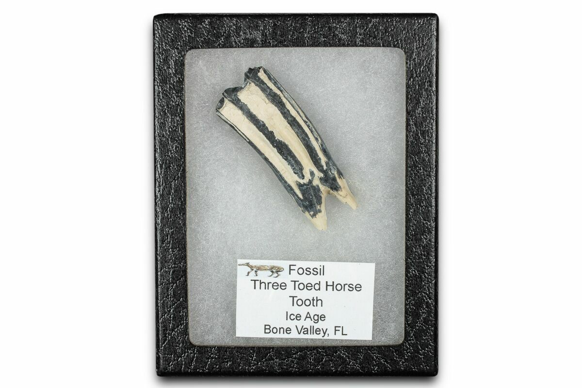 2.1" Fossil Three-Toed Horse Tooth - Bone Valley, Florida (#336400) For ...