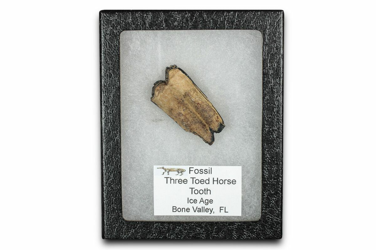 1.6" Fossil Three-Toed Horse Tooth - Bone Valley, Florida (#336401) For ...