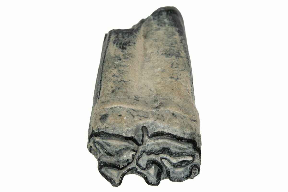 1.7" Fossil Three-Toed Horse Tooth - Bone Valley, Florida (#336402) For ...