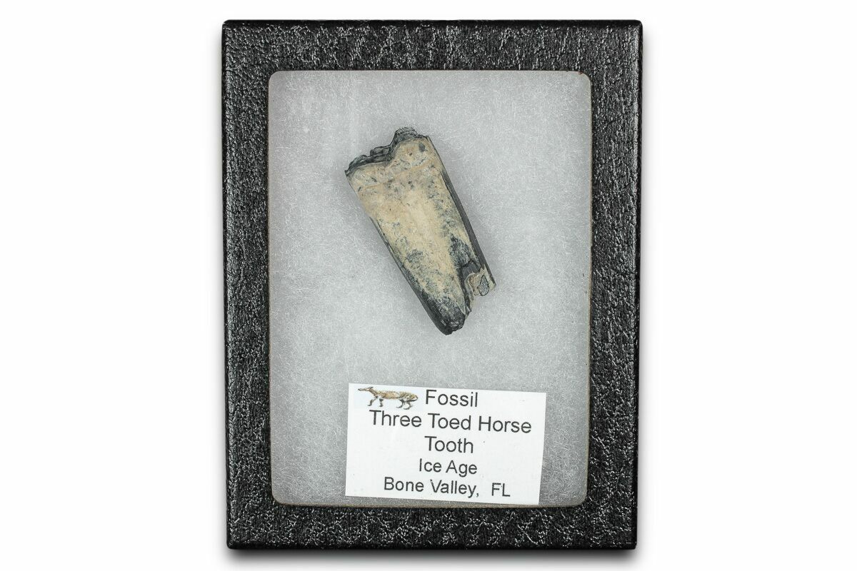 1.7" Fossil Three-Toed Horse Tooth - Bone Valley, Florida (#336402) For ...
