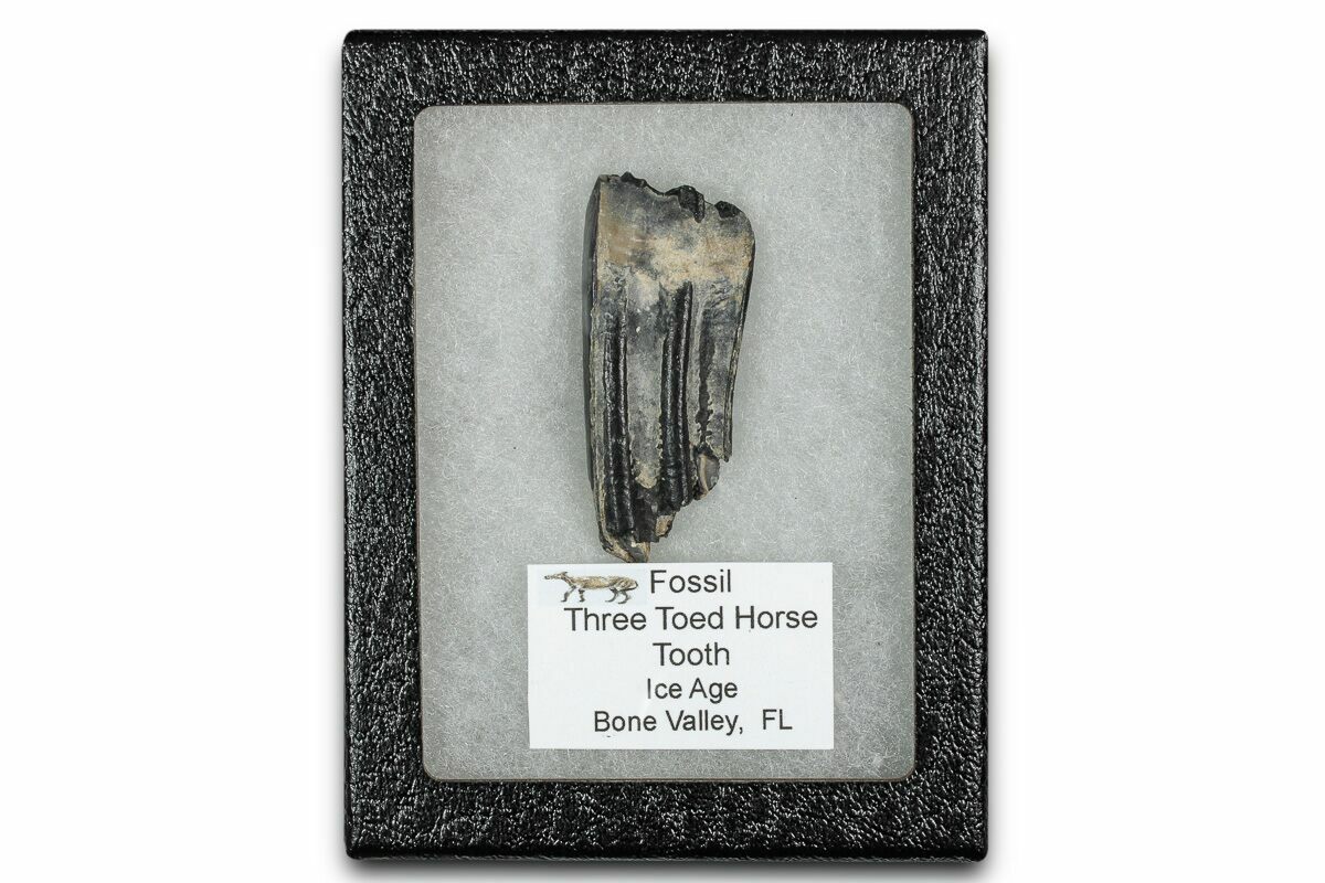 2.05" Fossil Three-Toed Horse Tooth - Bone Valley, Florida (#336414 ...