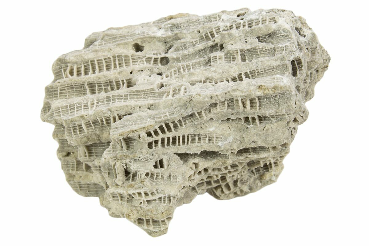 2.3" Silurian Dolostone w/ Sparkling Fossil Coral (Fletcheria) - Ohio ...